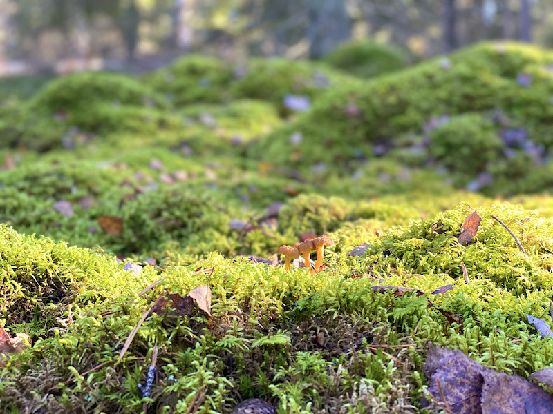 Jaga och samla i konsumtionsskogen | Minimalisterna